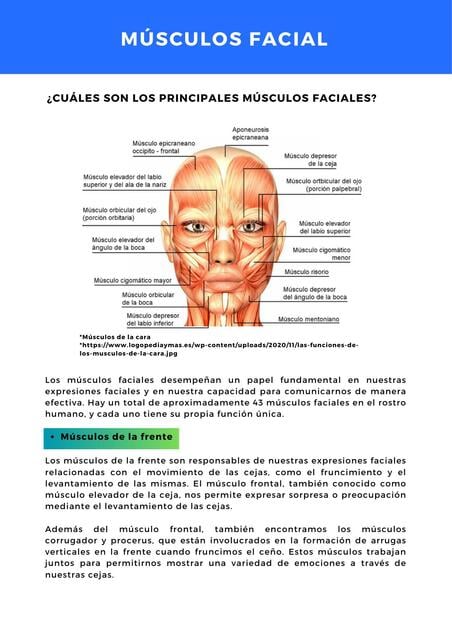 Músculos facial | Facilitando tu estudio | uDocz