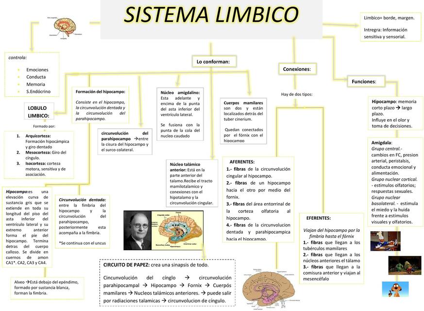 Sistema límbico | Mar.Med | uDocz