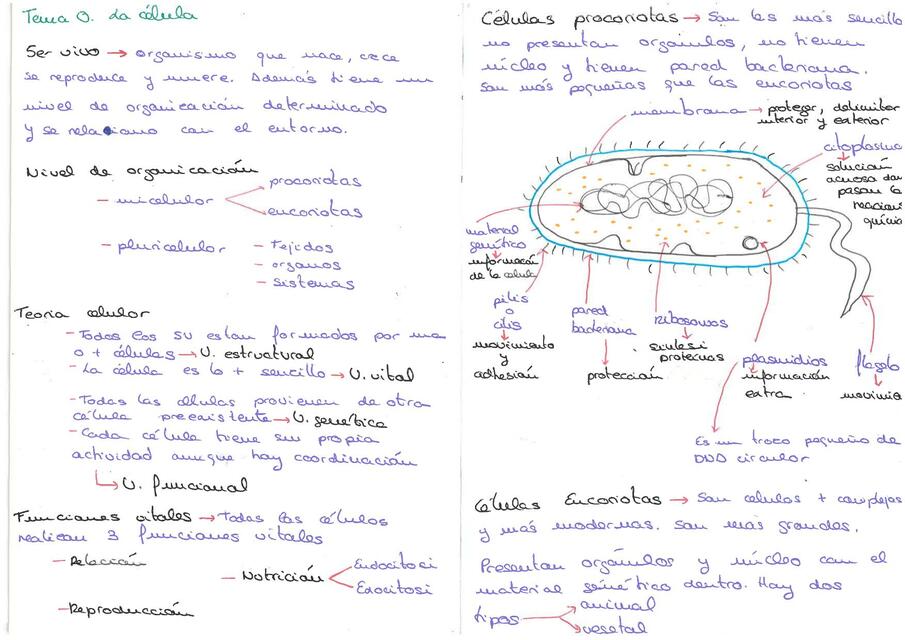Biologia | Ada | uDocz