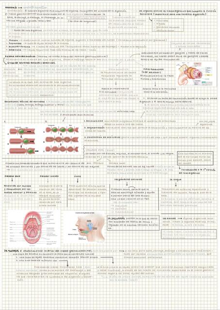 Anatomía 1 | capibara | uDocz