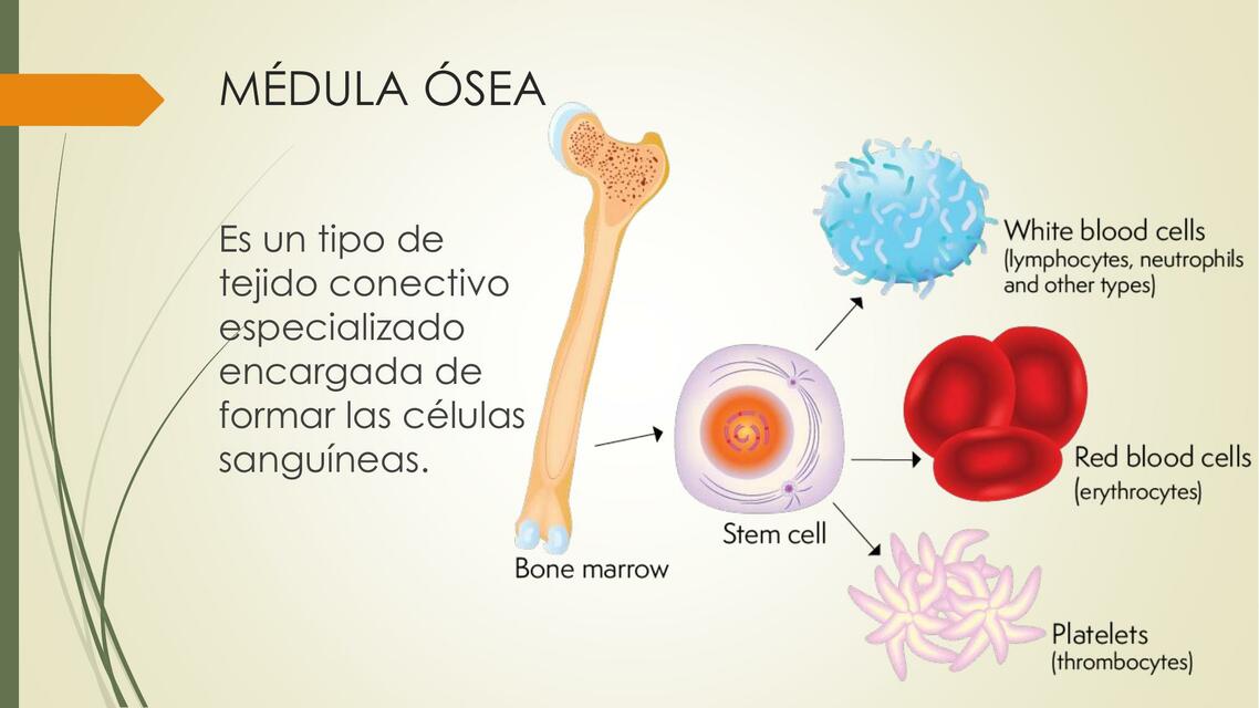 Médula | Med students | uDocz