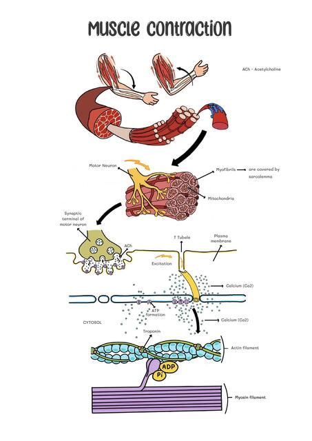 Muscle contraction | Daniela Barrales | uDocz