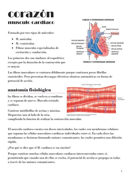 corazón musculo cardiaco resumenes | Luciana Berri | uDocz