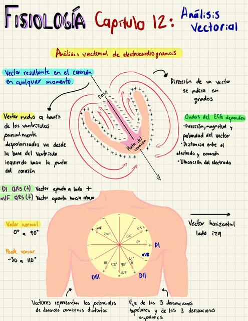 Capítulo Fisiología Guyton 12 | Juan | uDocz