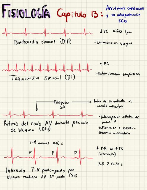 Capítulo Fisiología Guyton 13 | Juan | uDocz