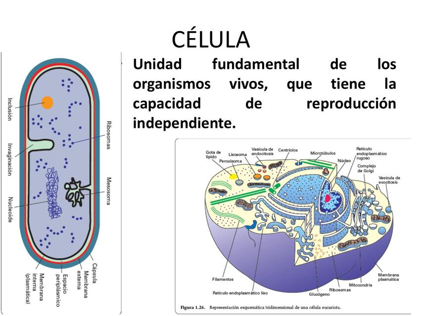 Flashcards de Célula | Por Dayana Lineth | uDocz