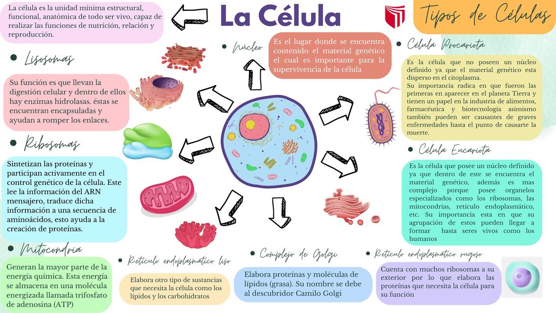 La Célula | Brigitte A. Reto | uDocz