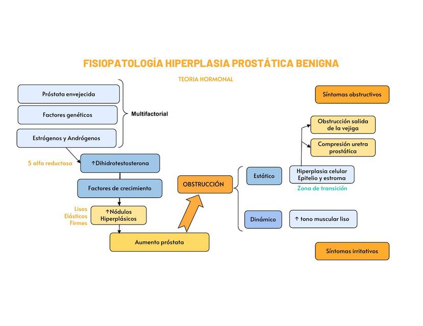 Fisiopatología Hiperplasia Prostática Benigna | Samanta Gonzalez | uDocz