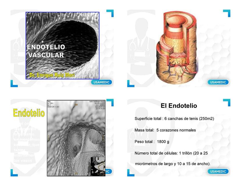 Endotelio Vascular | uDocz