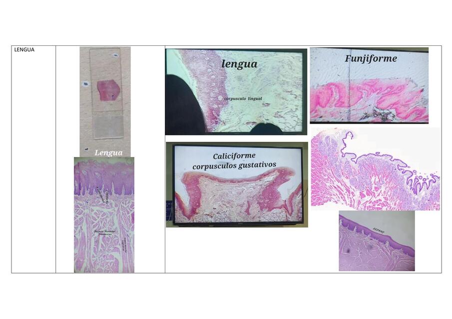 Placas Histológicas Sistema Digestivo | Ayline Salas | uDocz