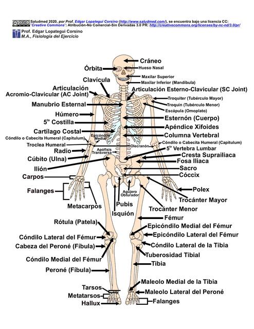 Esqueleto Axial Y Apendicular Michelle Udocz