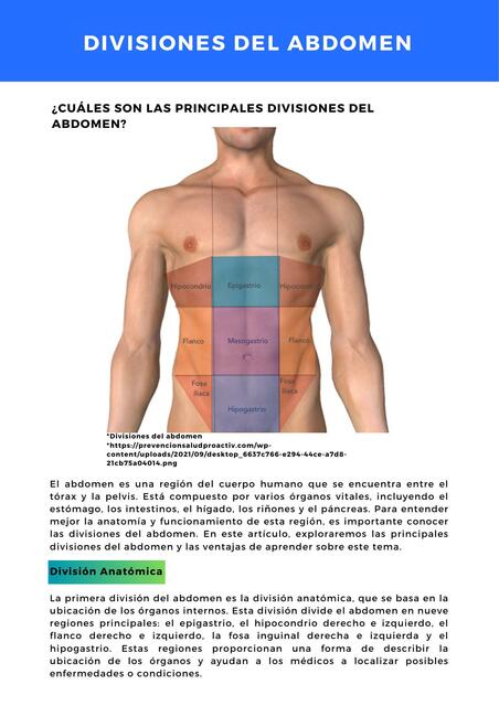 Divisiones del abdomen | Facilitando tu estudio | uDocz