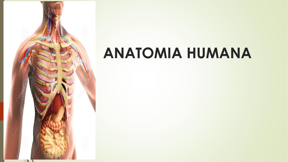 Anatomía Humana | uDocz