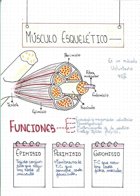 Musculó Esquelético | YADIRA LUCERO RUBIO ANCAJIMA | uDocz