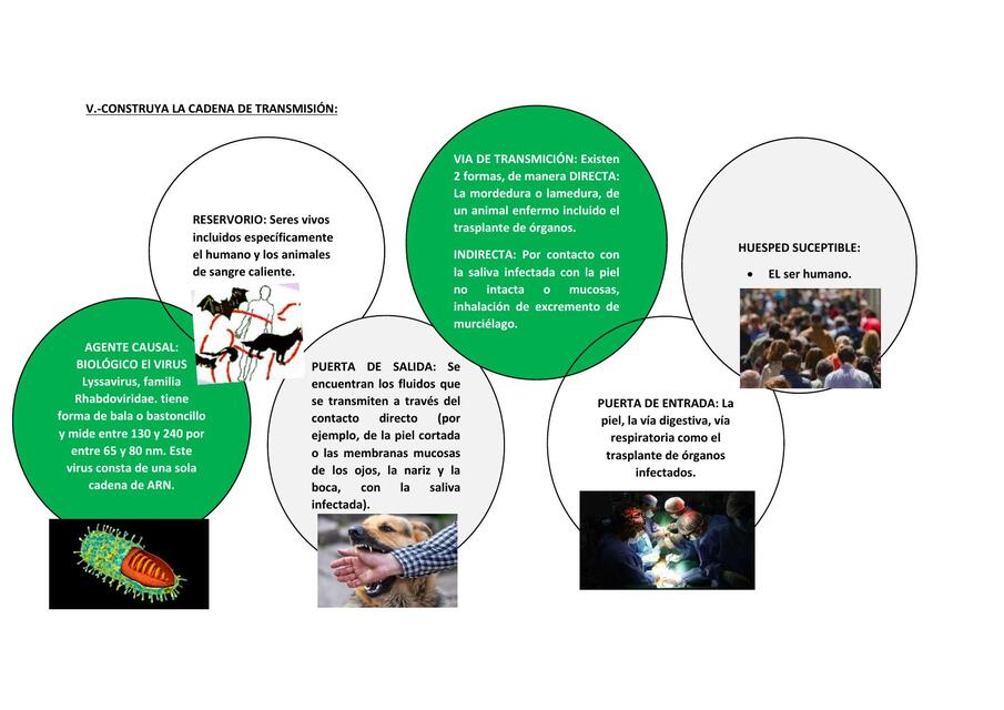 Historia Natural de la Rabia, enfermedad, Niveles de Prevención ...