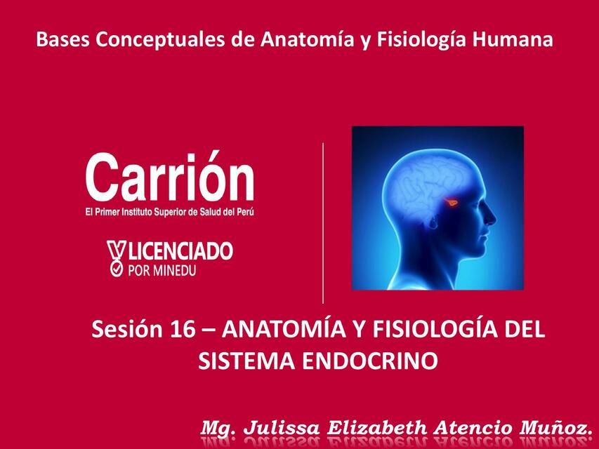 Anatomía y fisiología del sistema Endocrino | Margarita Zamora | uDocz