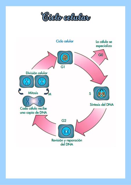 Ciclo celular y control del ciclo celular | Jocelyn LS | uDocz