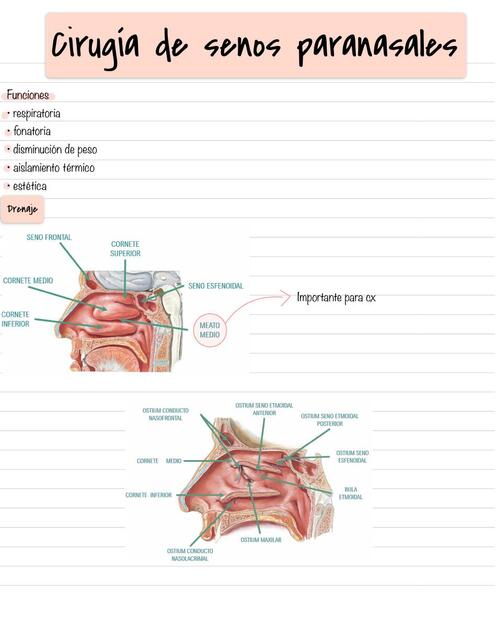Cirugía de senos para nasales | laurav98o | uDocz