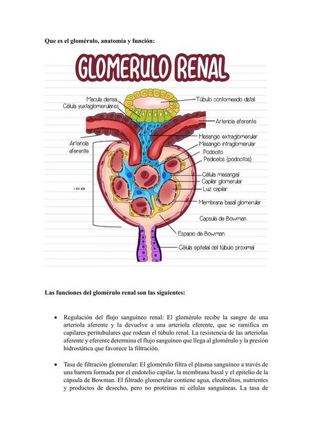Glomérulo Renal | TheAiot Freeman | uDocz