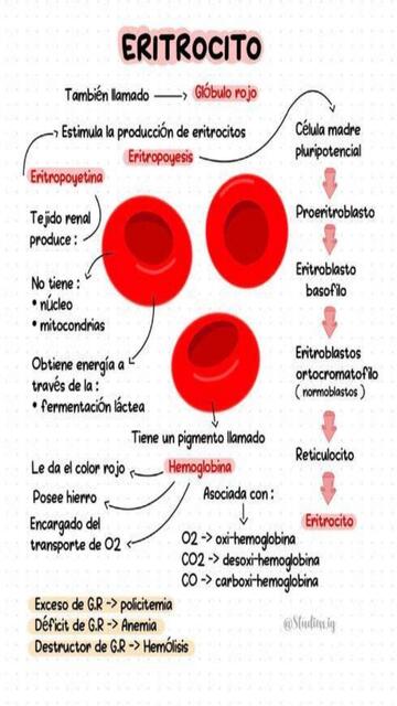 Eritrocitos | Biología y Vida | uDocz