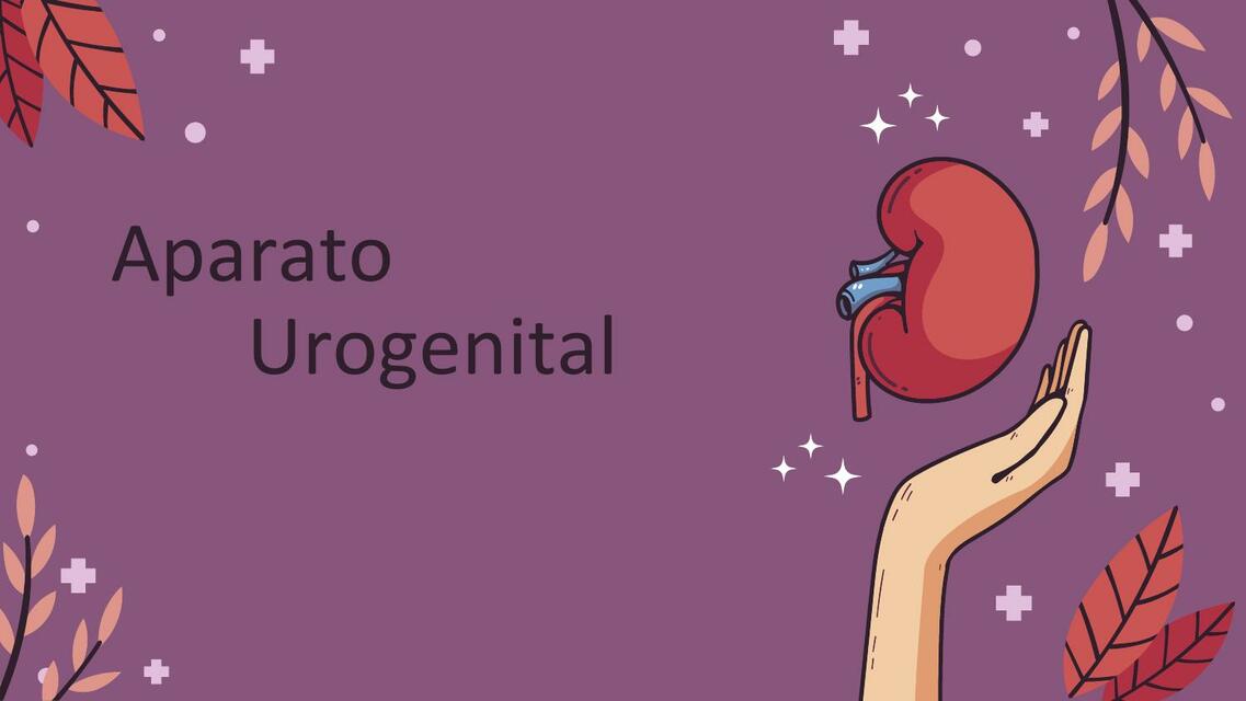 Aparato Urogenital | Nicole Valery Orellana Ortega | uDocz
