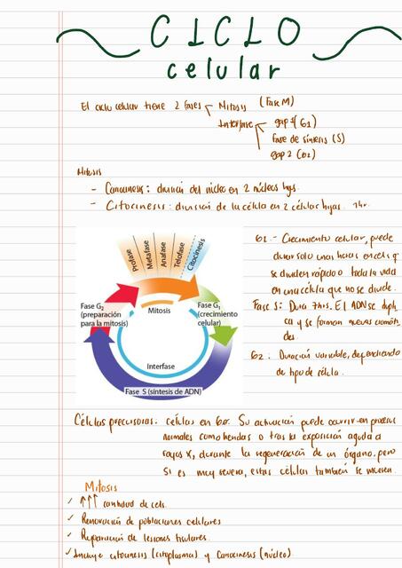 Ciclo celular | MEDICSTORE | uDocz