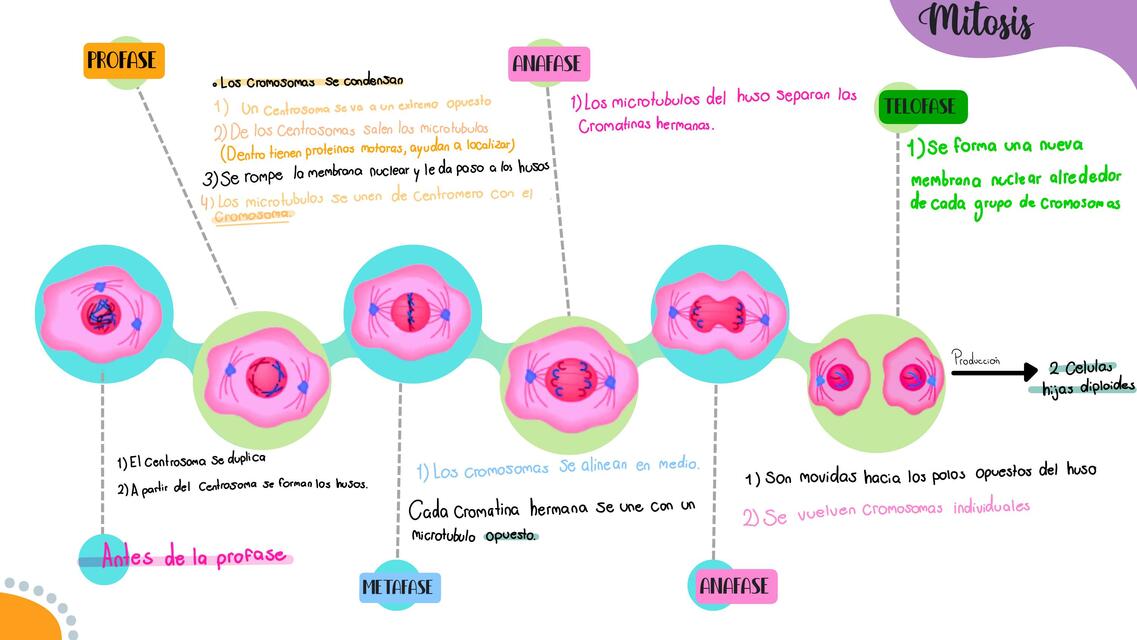 Mitosis citocinesis y división celular | Génesis Fallas | uDocz