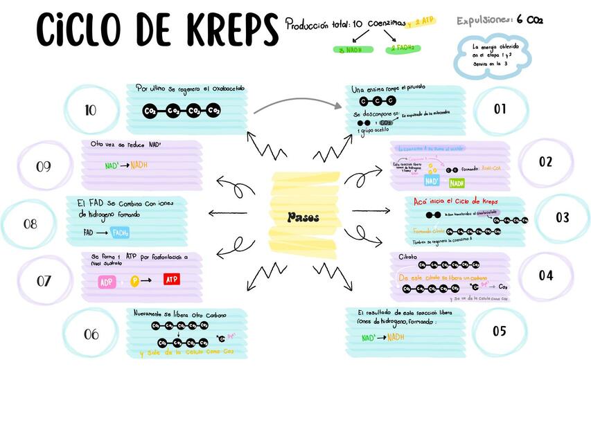 Ciclo de kreps | Génesis Fallas | uDocz