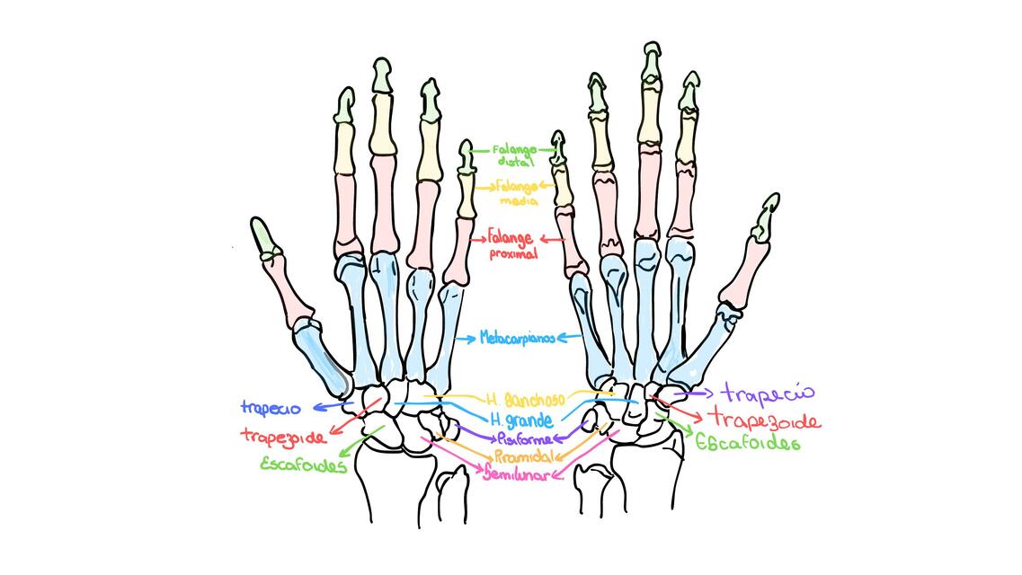 Huesos de la mano palmar y dorsal | daniela Li | uDocz