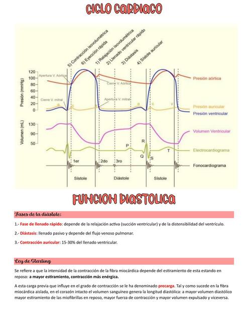 Ciclo cardiaco y funcion diastolica y sistólica | Medi_Hami | uDocz