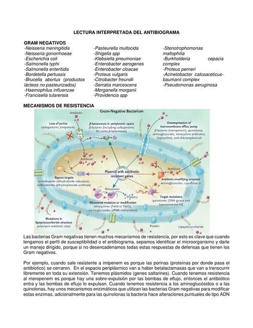 Lectura Interpretada del Antibiograma | Enfermería | uDocz