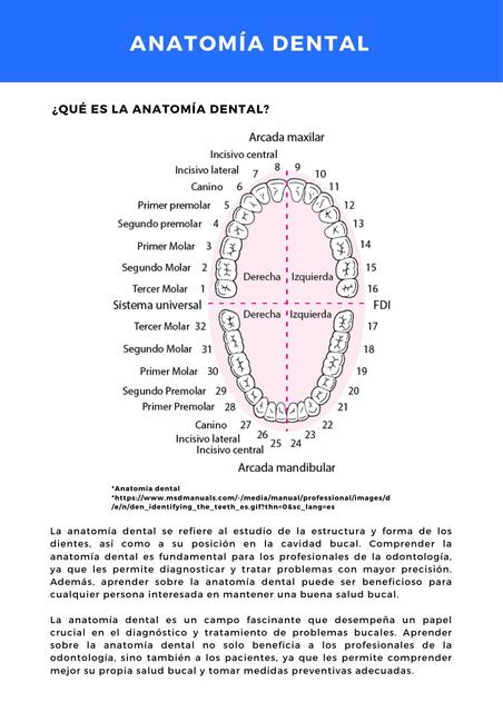 Anatomía dental | Facilitando tu estudio | uDocz