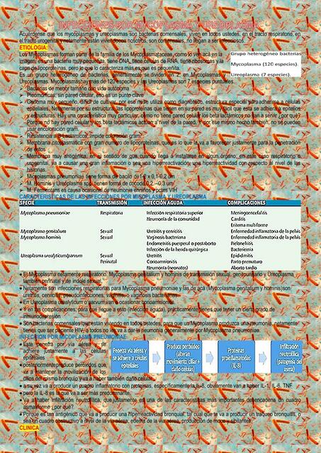 Mycoplasma | Mishelle Chavez | uDocz