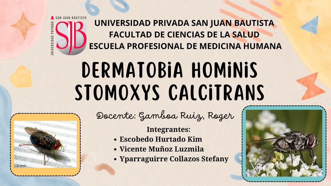 Dermatobia Hominis Stomoxys Calcitrans | Little_MediK♡ | uDocz