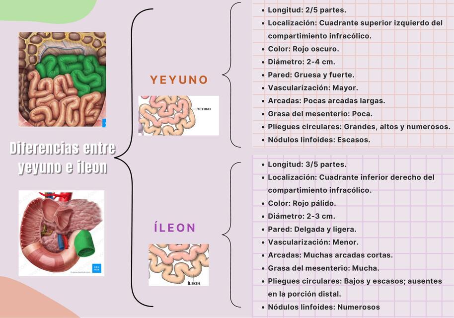 Flashcards de Diferencias entre yeyuno e íleon 1 | Por Valeria Morales ...