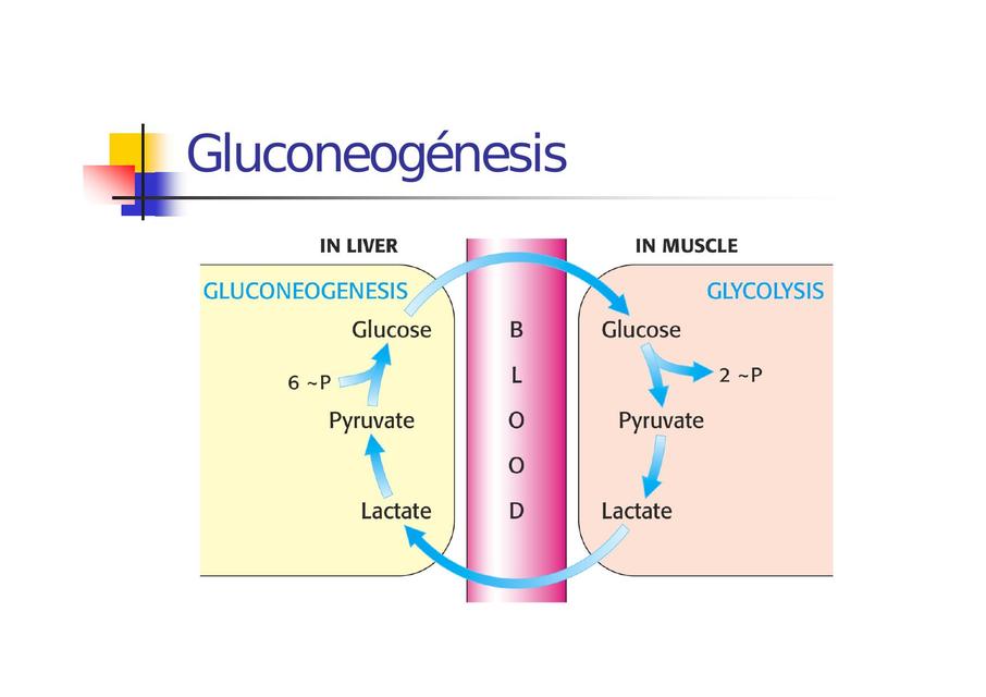 glucogenesis | Gluconeogénesis | Biología | uDocz