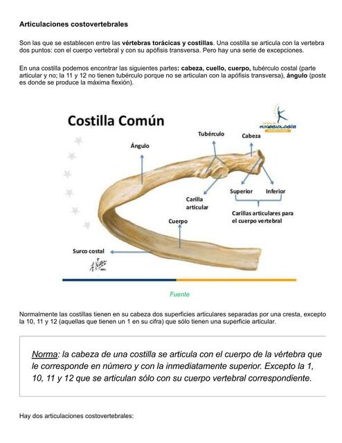 Articulaciones costo vertebrales 2 | Biología y Vida | uDocz