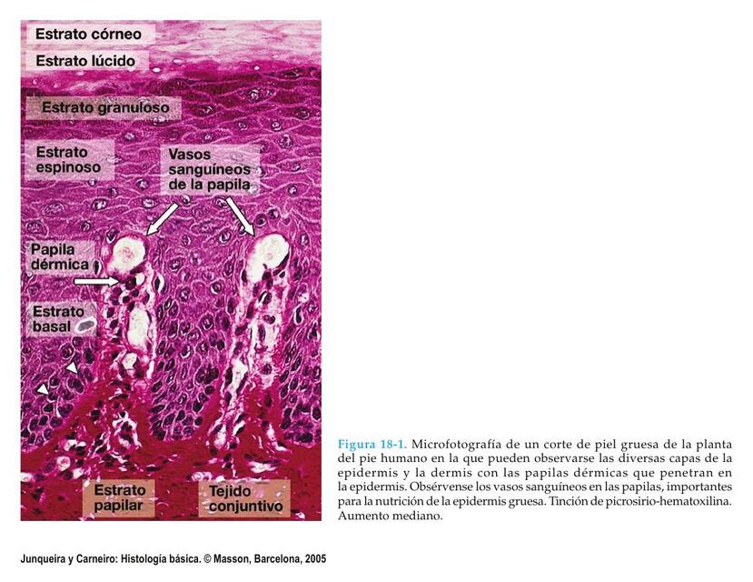 Histología de la Piel | Vale | uDocz