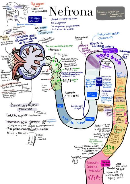 Funciones de la Nefrona | Daily Medicine | uDocz