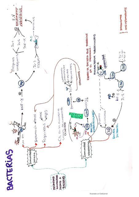 INMUNIDAD FRENTE A BACTERIAS PARASITOS VIRUS HONGOS MECANISMOS DE EVASION ROJAS | Keysi Salinas ...