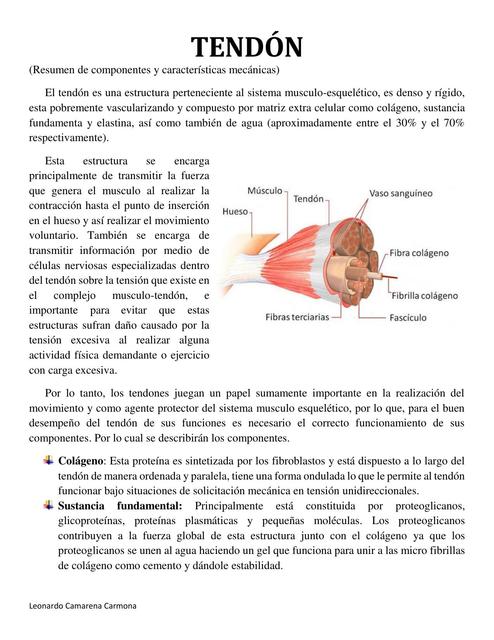 RESUMEN DEL TENDÓN - CONCEPTOS BÁSICOS - FISIOTERAPIA | Leonardo ...