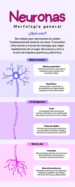 Neuronas morfología general | Anonymous | uDocz