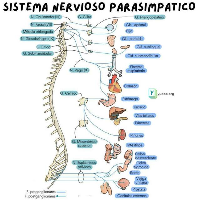 Sistema Nerviosos Parasimpatico | YUDOC.ORG | uDocz
