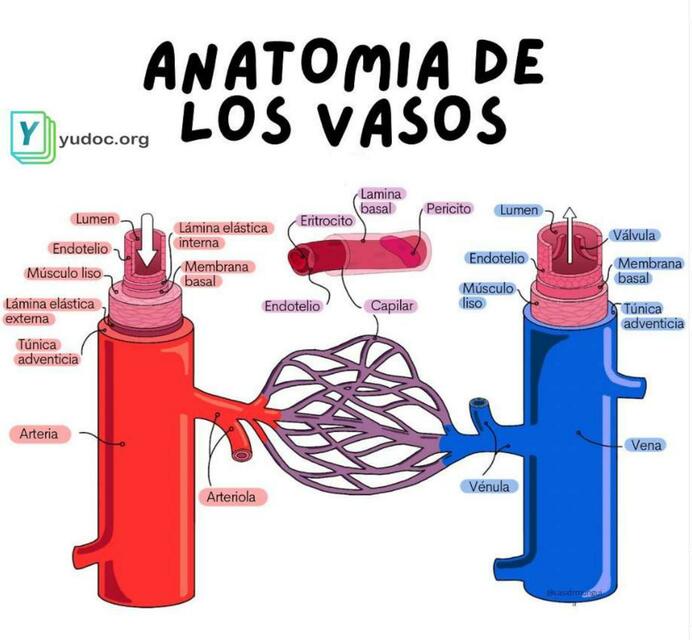 El Vaso Cuerpo Humano | Vasos sanguíneos: Aprende con diagramas y ...