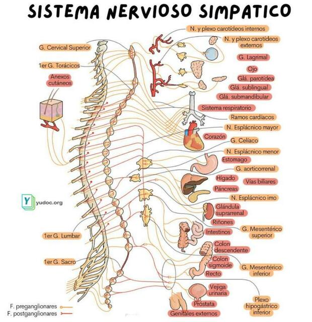 Sistema Nervioso Simpatico | YUDOC.ORG | uDocz