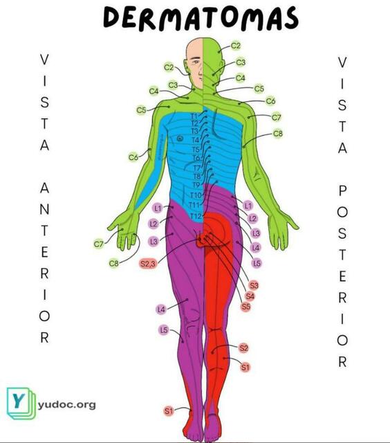 Dermatomas | YUDOC.ORG | uDocz