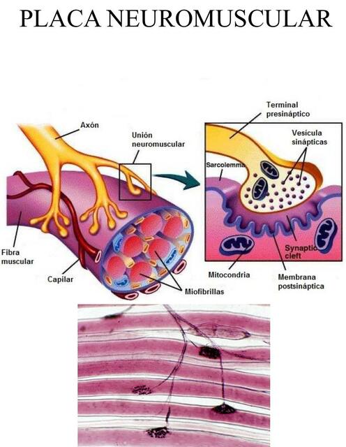 Placa neuromuscular | Abril Di Battista | uDocz