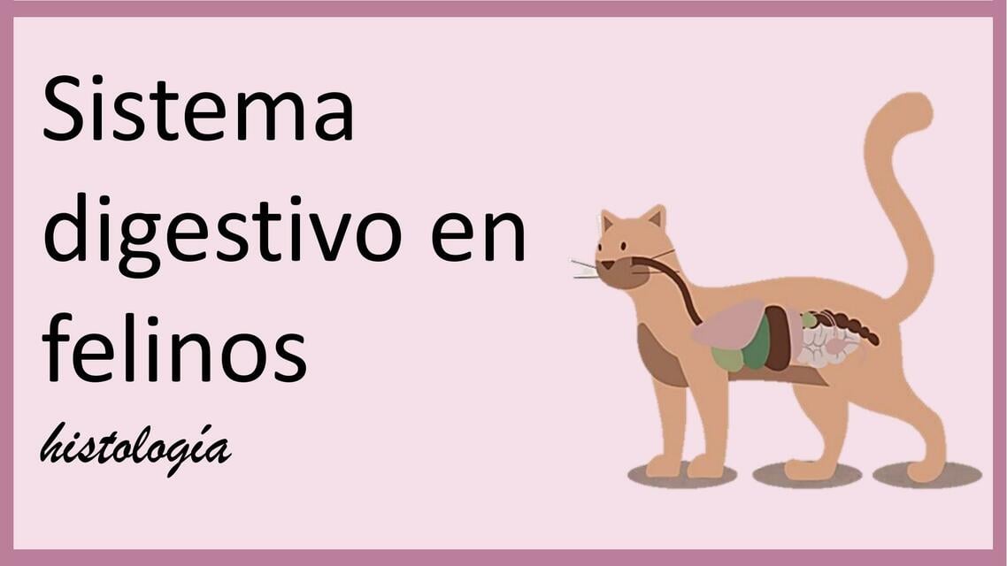 Histología y embriologia | uDocz