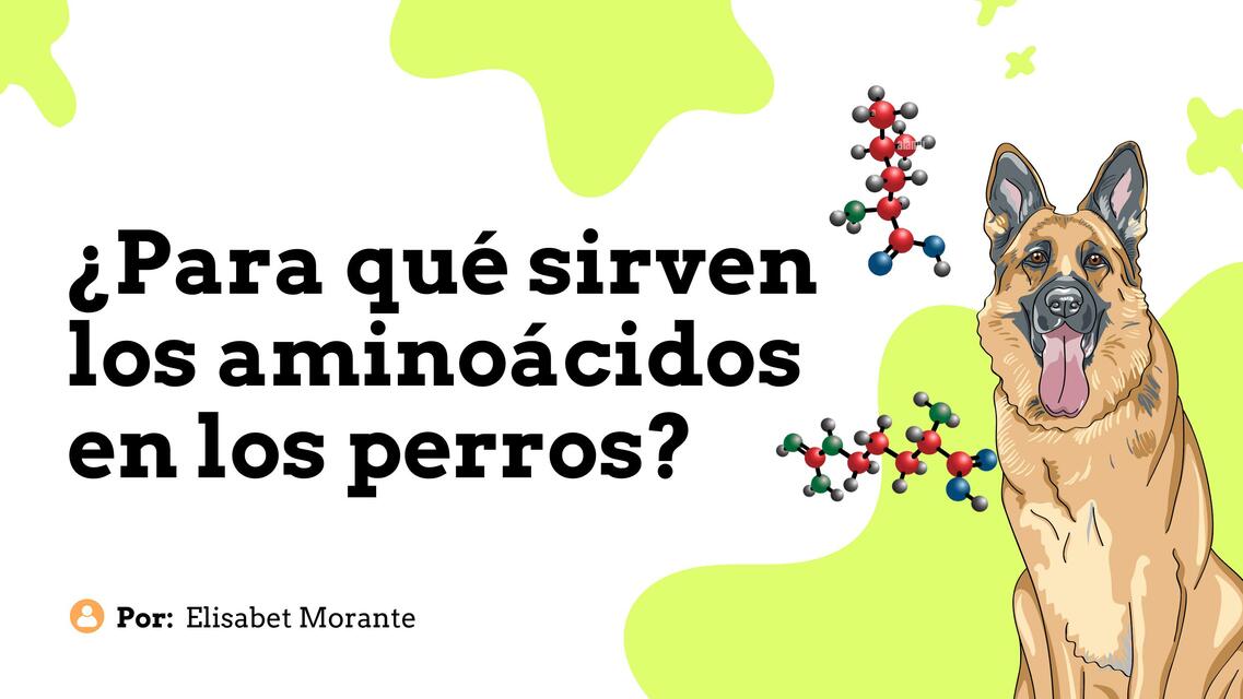Funciones de los Aminoácidos en los perros | Eli Mrnt | uDocz