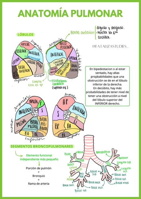 Anatomía pulmonar | fataliza 🩺🌺 | uDocz